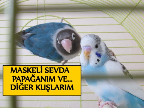 Maskeli Sevda Papağanım ve Diğer Kuşlarım