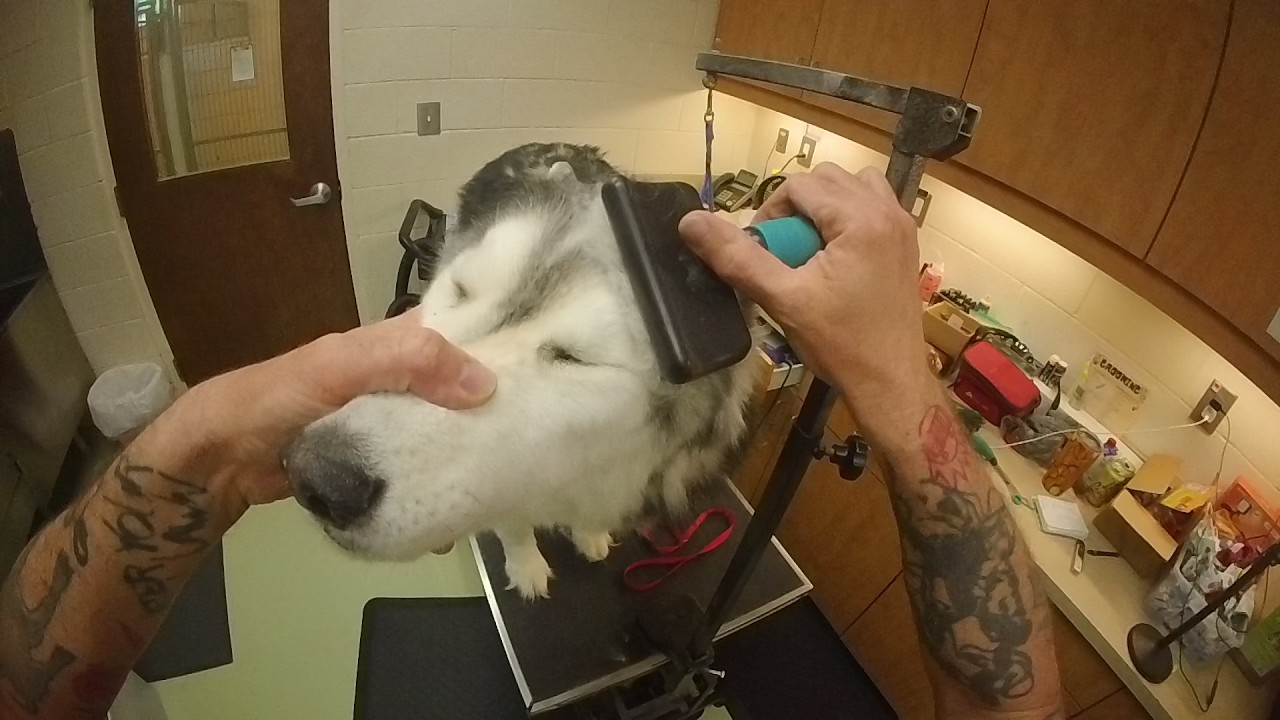Husky Brush and Trim PT 2. Dog Grooming POV ASMR Tutorial - YouTube