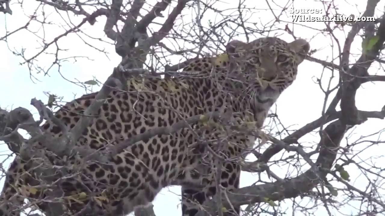 Baboon chases a leopard during a live show - Safari Live - YouTube