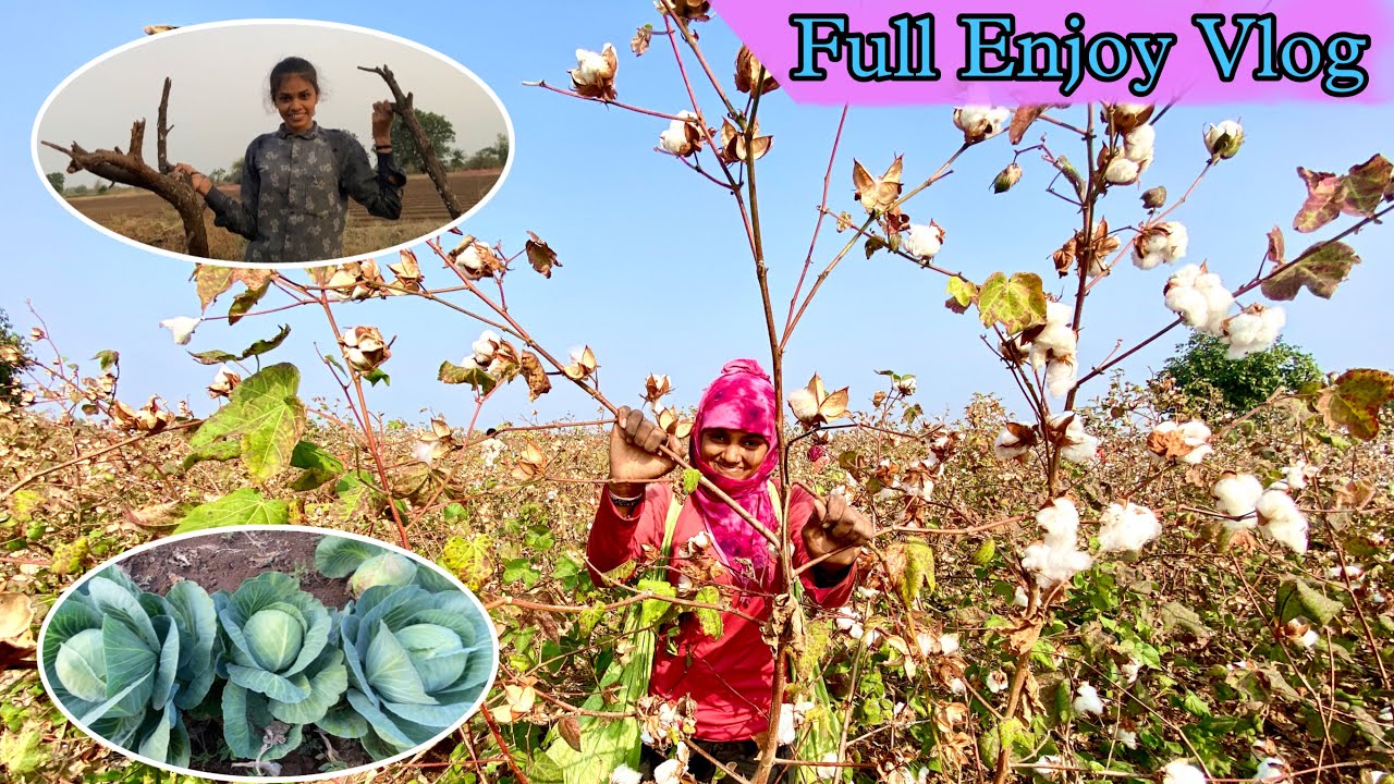 Kevdo Moto Kapas 🤔 બોવ મોટો કપાસ | Full Masti Vlog | Rupa Aravind Vlogs ...