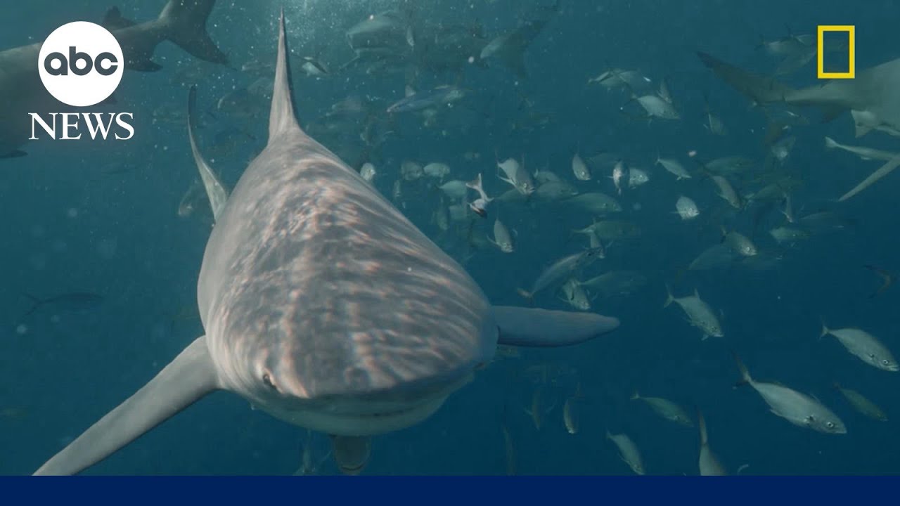 Inside the science and circumstances behind shark attacks in Florida ...