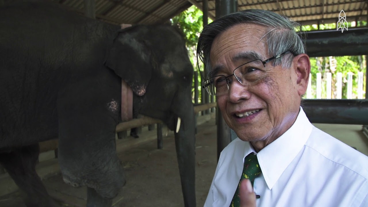 One Step at a Time The First Elephant Prosthetics Full HD - YouTube