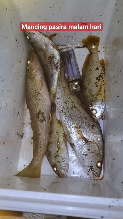 Mancing pasiran dapat ikan bojor satu ekor - YouTube