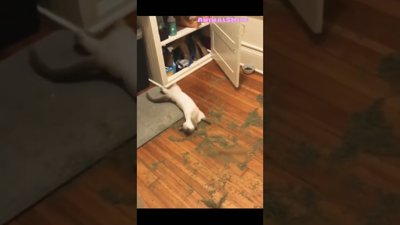 Кот наркоман - горе в семье 😆 The cat is drug addict 😸 #funnycat #cats ...