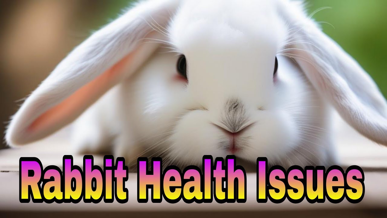 Rabbit Health Issues | Informative Video about Rabbit Health Issues ...