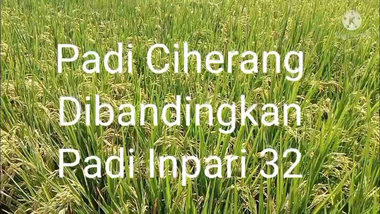 Padi Ciherang Dibandingkan Padi Inpari 32 - YouTube