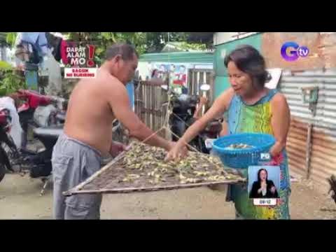 Botete o buriring kung tawagin, bakit may dalang mabigat na disgrasya?😁 - YouTube