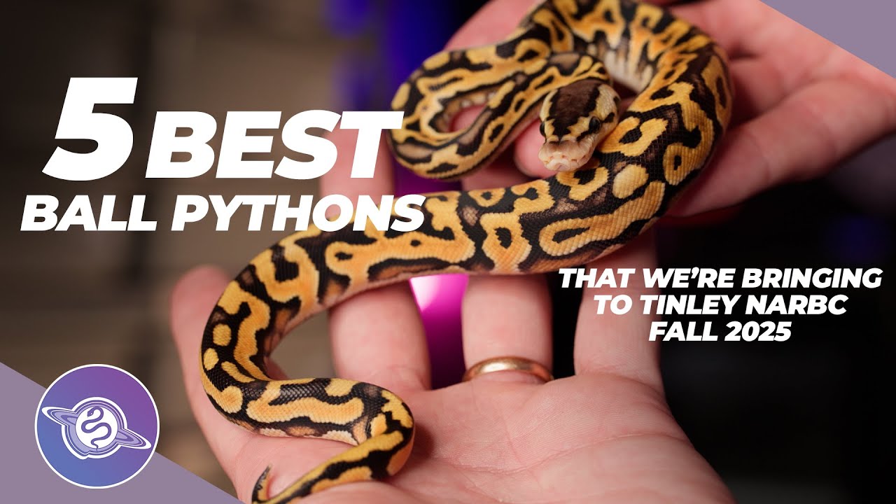 5 Best Ball Pythons We're Bringing to Tinley Park NARBC | Fall 2025 | # ...