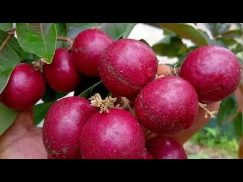 Longan Merah dan Jeruk Santang Madu Belum Siap Panen 🍒🍒 - YouTube
