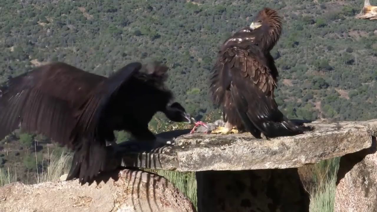 MOST DANGEROUS EAGLE ATTACK EVER 2020 - YouTube