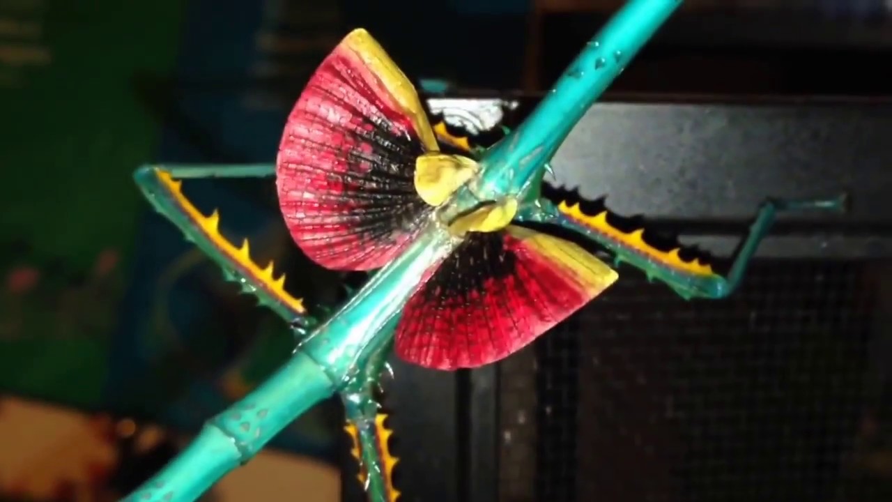 METALLIC Stick Insect! | Achrioptera fallax - YouTube