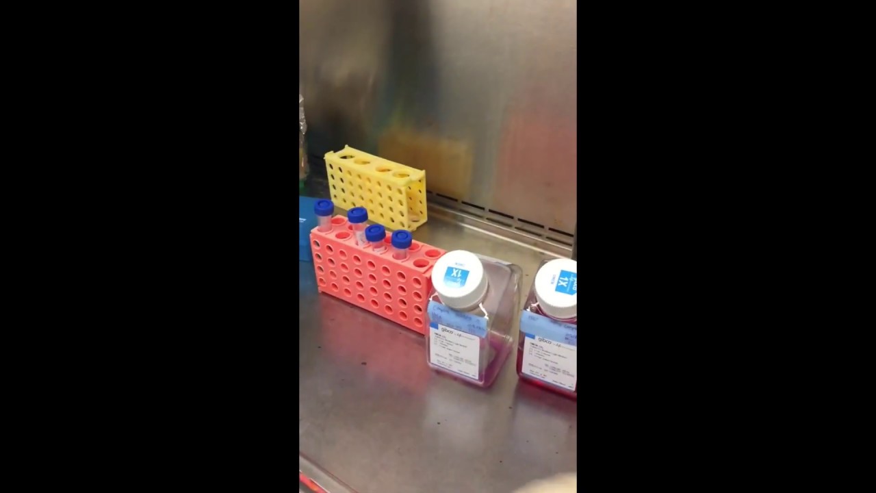 Day 2 MTT Video Protocol_ Cell Block - YouTube