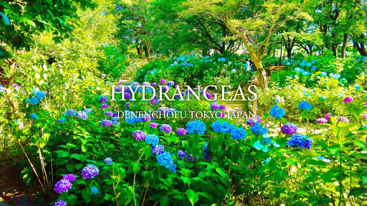 AMAZINGLY BEAUTIFUL HYDRANGEAS GARDEN Ambience Nature Sounds for Sleep ...