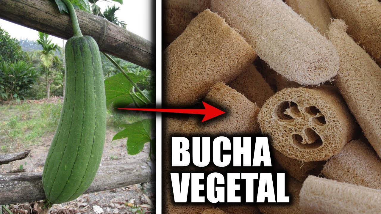COMO PLANTAR BUCHA VEGETAL - YouTube