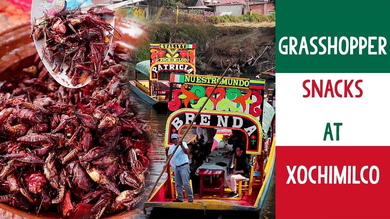 CHAPULINES SNACK [Grasshoppers] + XOCHIMILCO Mexico City (2019) - YouTube