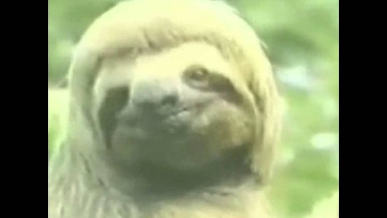 MLG SLOTH - YouTube
