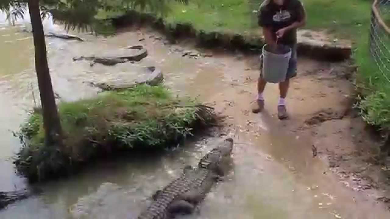 AMAZING Gator attack!!! - YouTube