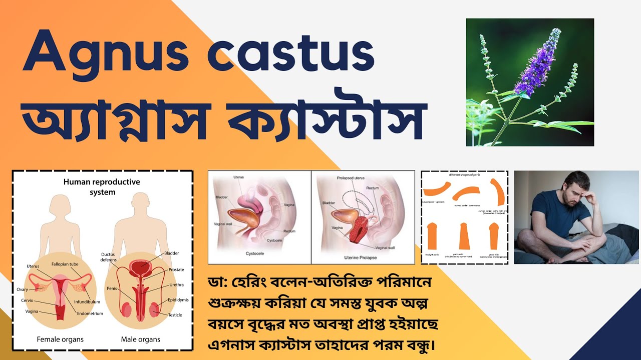 Agnus Castus | এগনাস ক্যাস্টাস | Materia Medica | Learn Agnus Castus ...