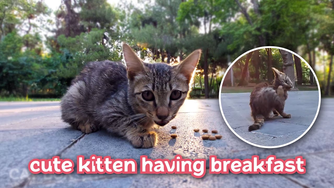 cute kitten having breakfast 😻 - YouTube