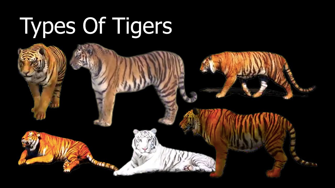 Types Of Tigers - YouTube