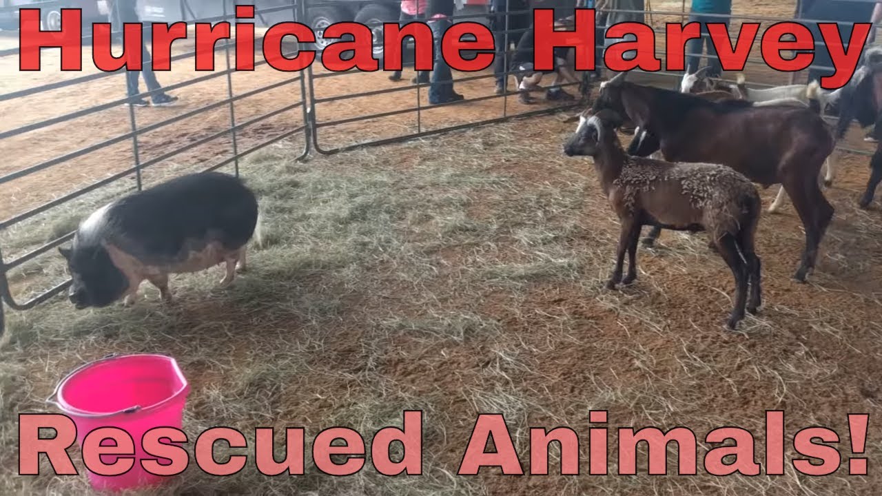 Animals Rescues from Hurricane Harvey's flood water, Animal Flood ...