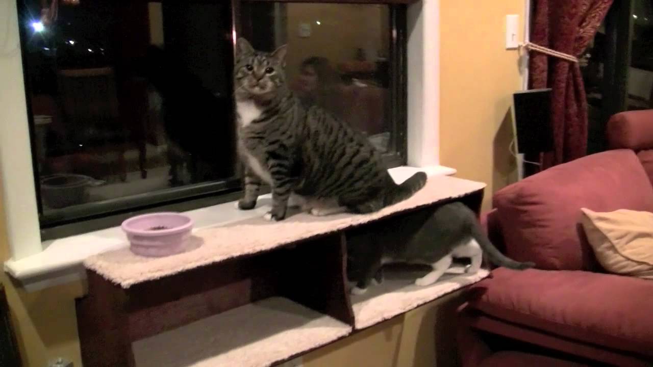 Basic Window Cat Shelf by CatWalkforKitty.com - YouTube