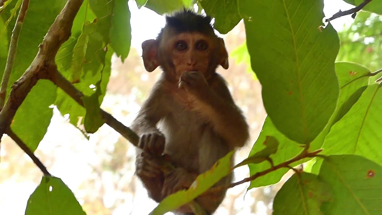 TOMA Monkey Care Wound Baby Monkey Alba | Look Activities Alba ...