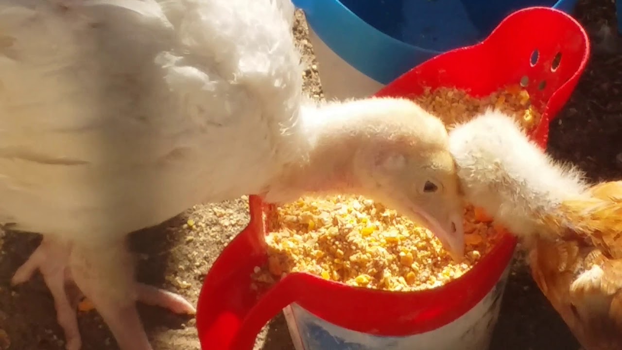 El pollo malvado PARTE8 - YouTube