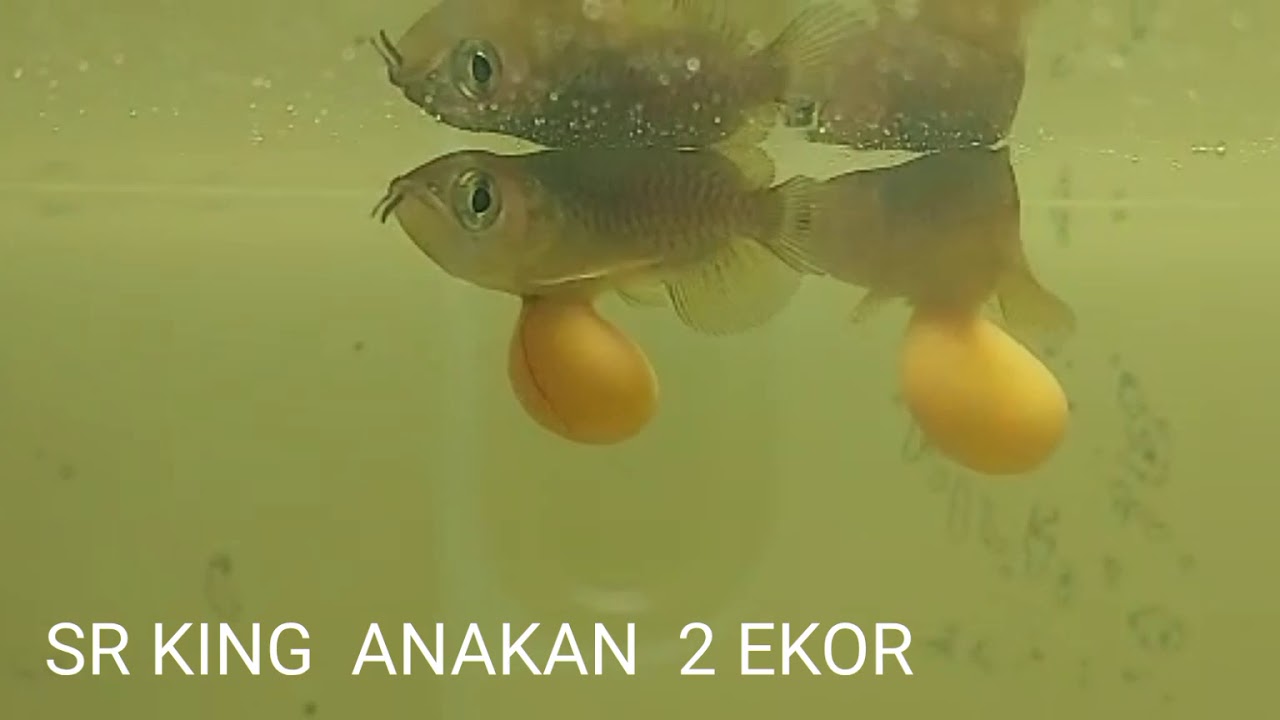 penampakan. anakan super red king - YouTube