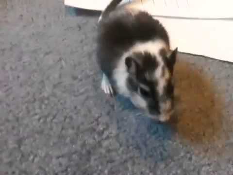 If your gerbil does this, it's not dead. - YouTube