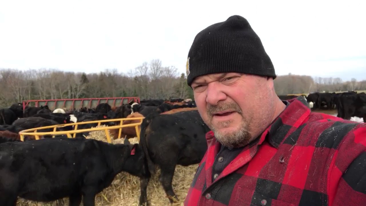 Cattle On Corn Stalks/Fodder!!!! - YouTube