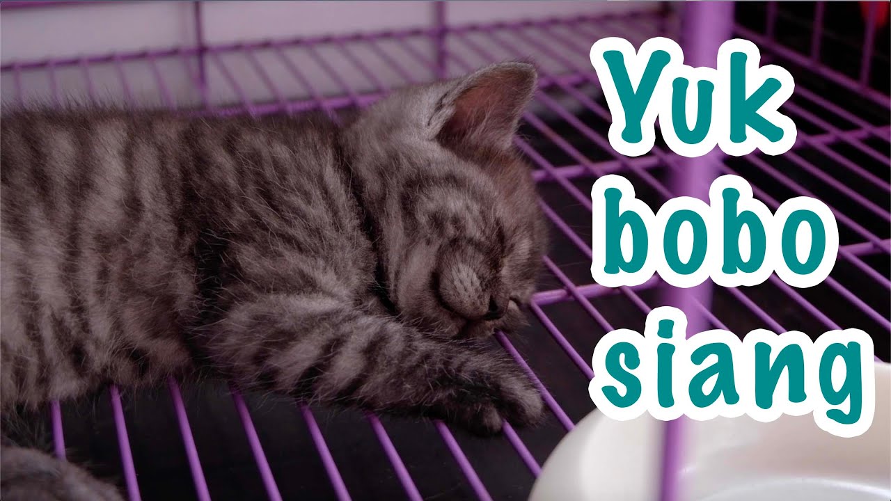 KUCING TIDUR PENGHILANG STRES | AUTO RELAX - YouTube