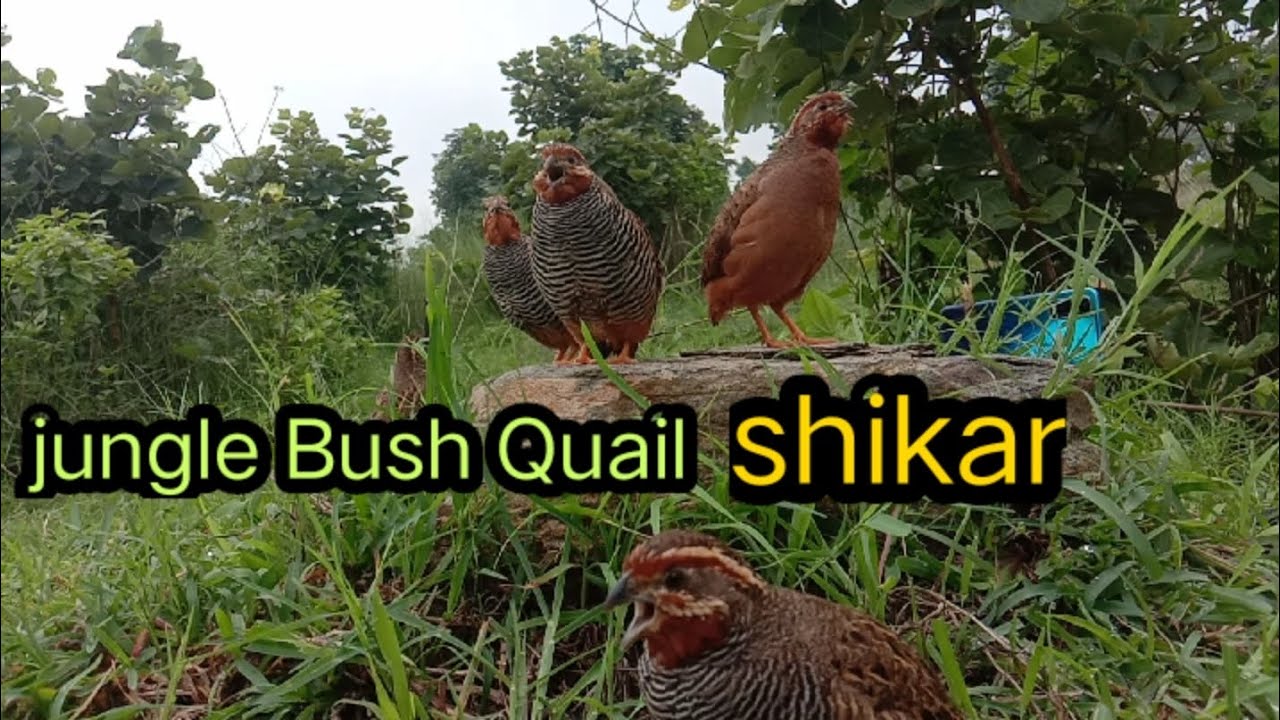 jungle Bush Quail shikar video | deshi Battair video Lahori sound ...