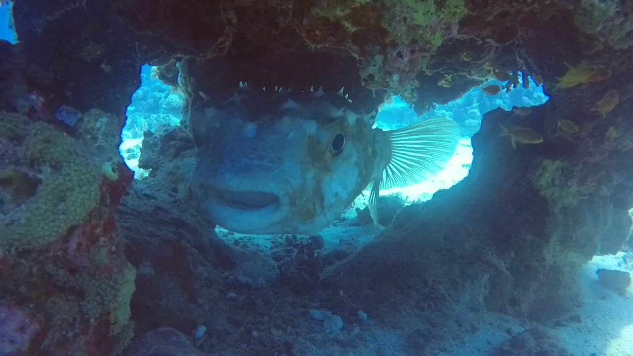 Plongée en mer Rouge - YouTube