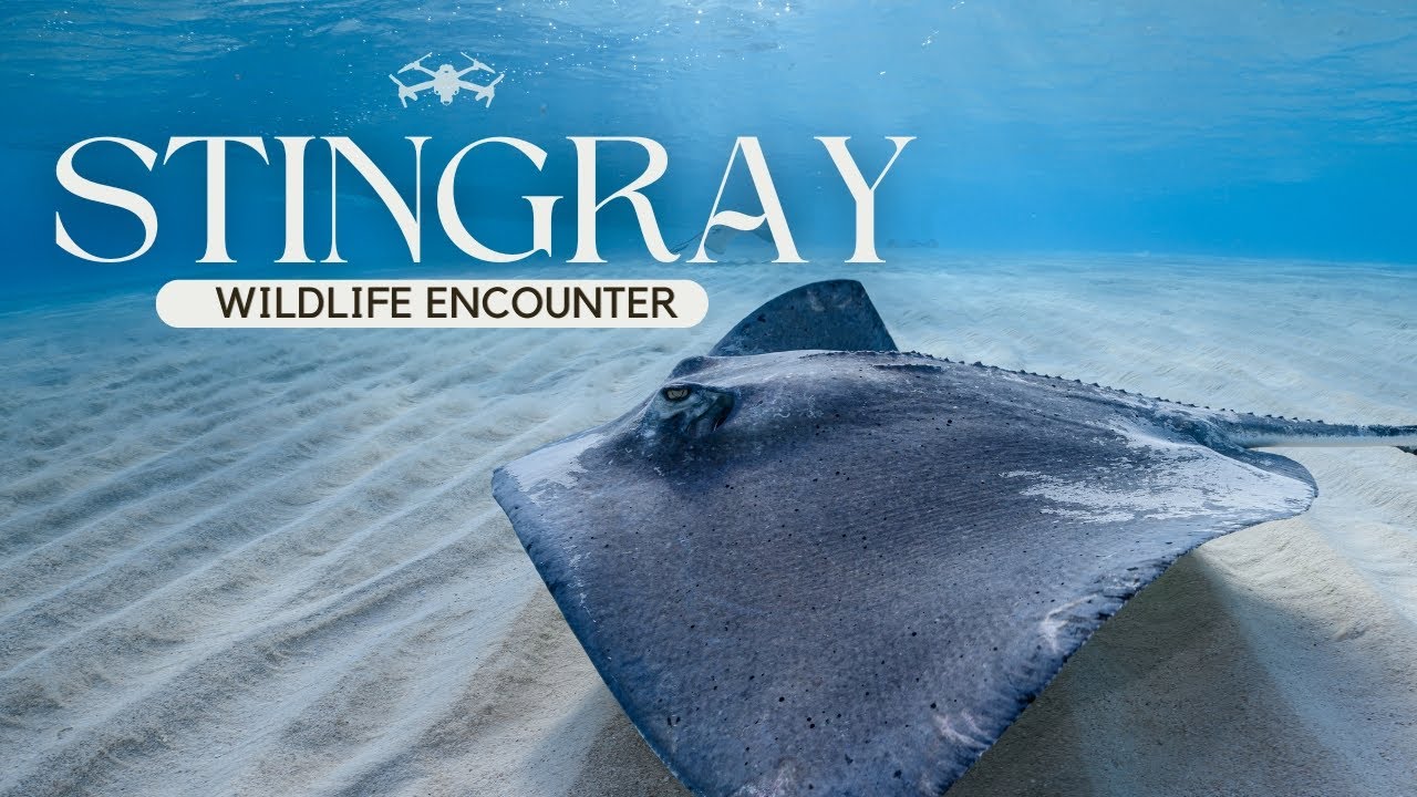 🌊 Stingray from Above | Drone Footage 🌊 - YouTube