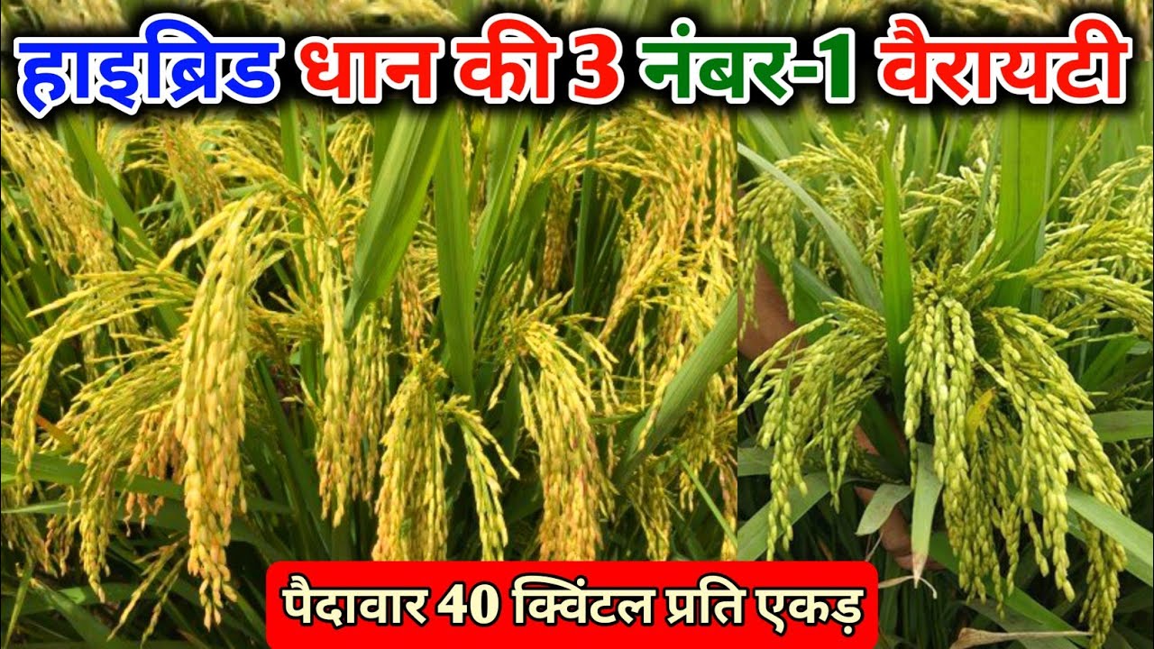 धान की सबसे अच्छी वैरायटी।उत्पादन 50 क्विंटल।dhaan ki sabse acchi ...