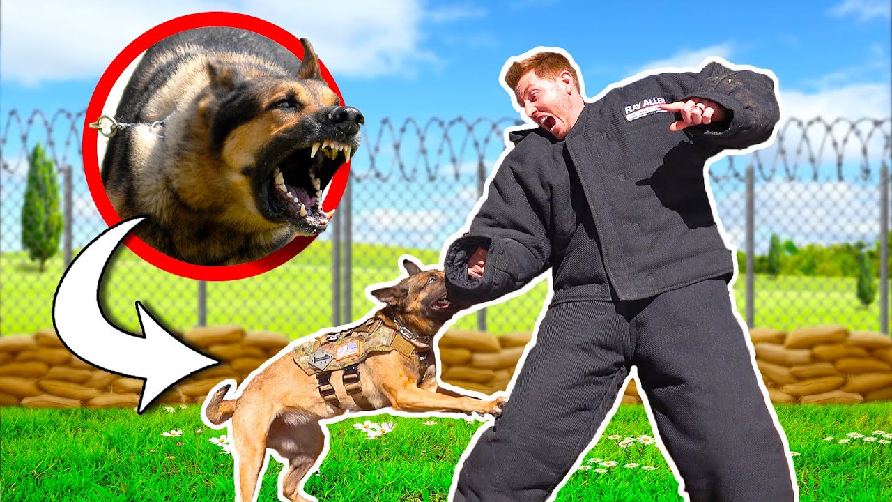 Hide And Seek VS REAL Military K9! - YouTube