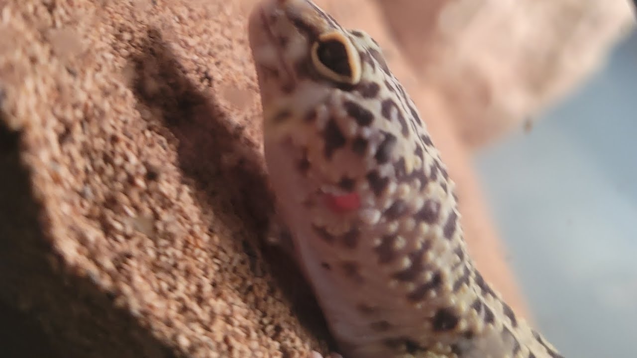 all my lizards - YouTube