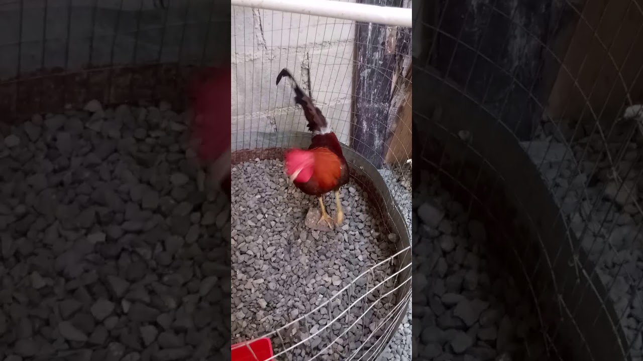 Gallo amarillo de 4 pelea - YouTube