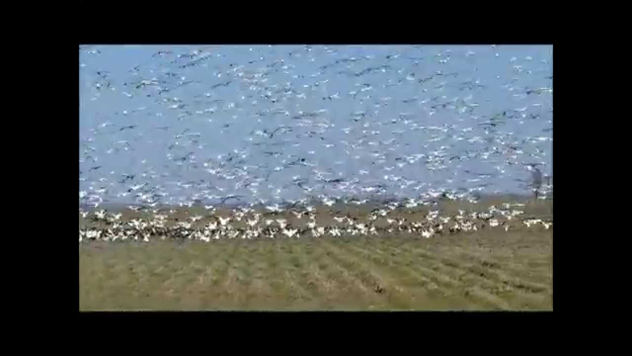 Snow Geese Landing or This Ain't No Storm Chasers Tornado! - YouTube