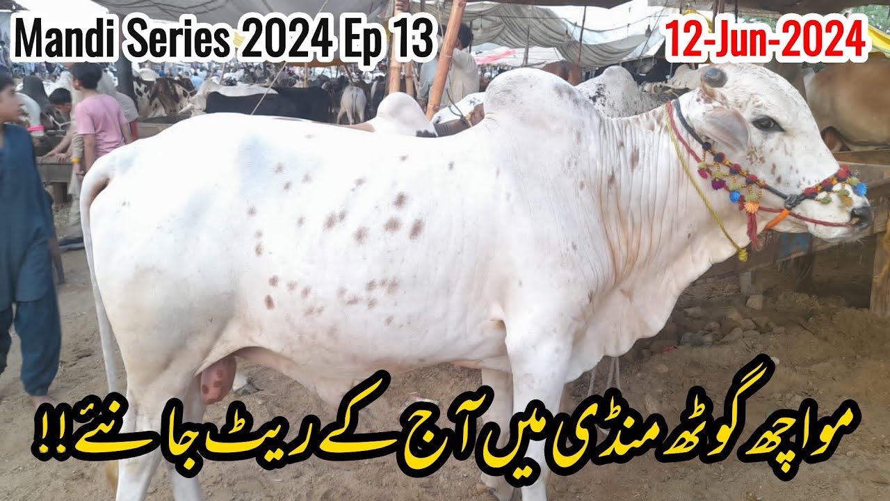 Moach Goth Mandi Karachi Cattle Rates Latest Update 2024 | Canva Studio ...