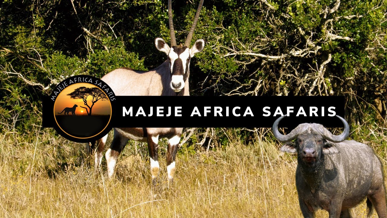 This is Majeje Africa Safaris | Voici Majeje Africa Safaris - YouTube