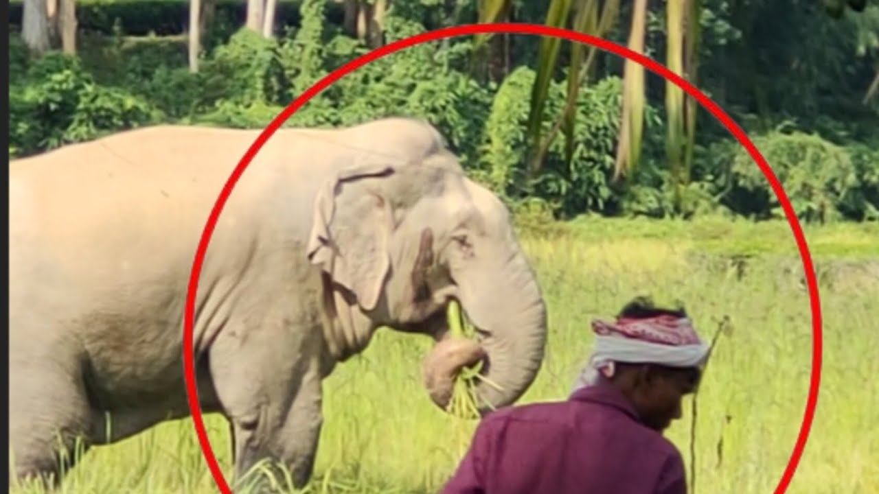 The elephant is eating paddy in the farmers' fields in the afternoon ...