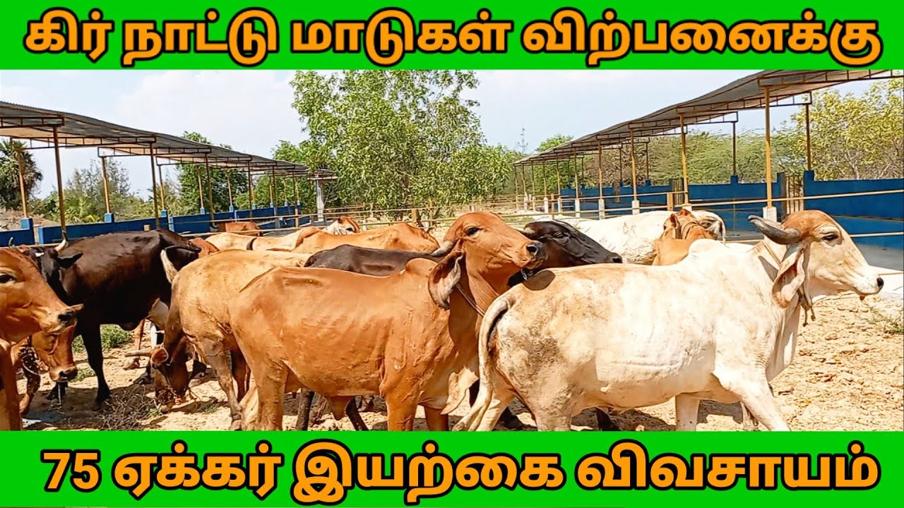 கிர்மாடுகள் மற்றும் கன்று குட்டிகள் விற்பனைக்கு/fat cow farm video ...