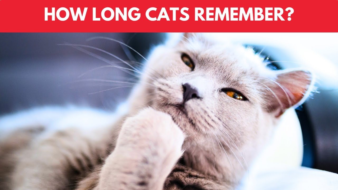 How Long Do Cats Remember Their Owners? The Memory Of Cats! - YouTube