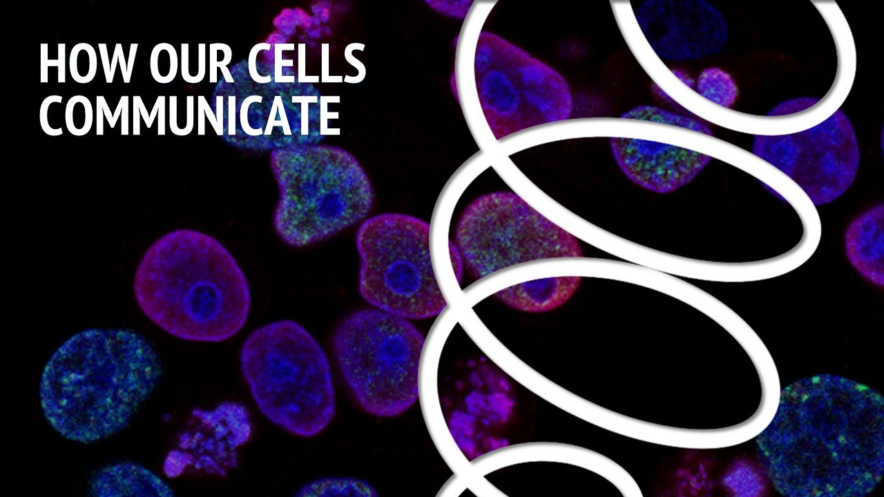 How our cells communicate - YouTube