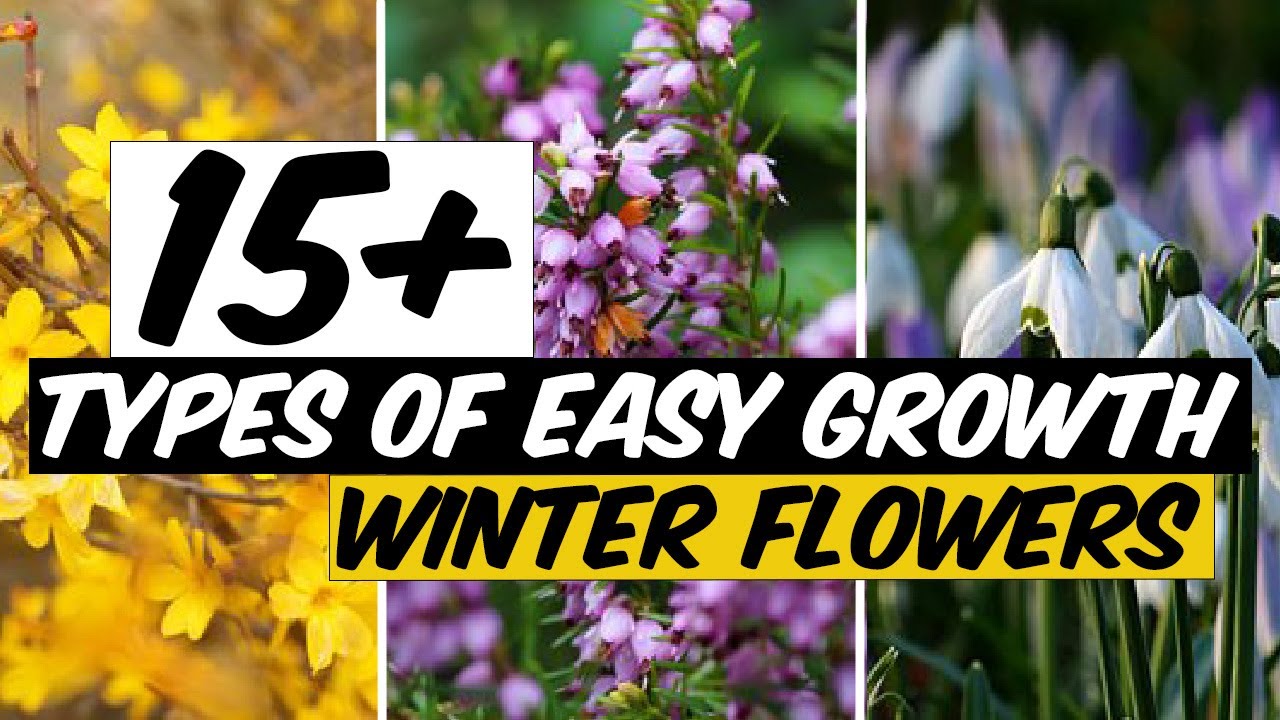 16 Types of Easy Growth Winter Flowers - The Planet of Greens - YouTube