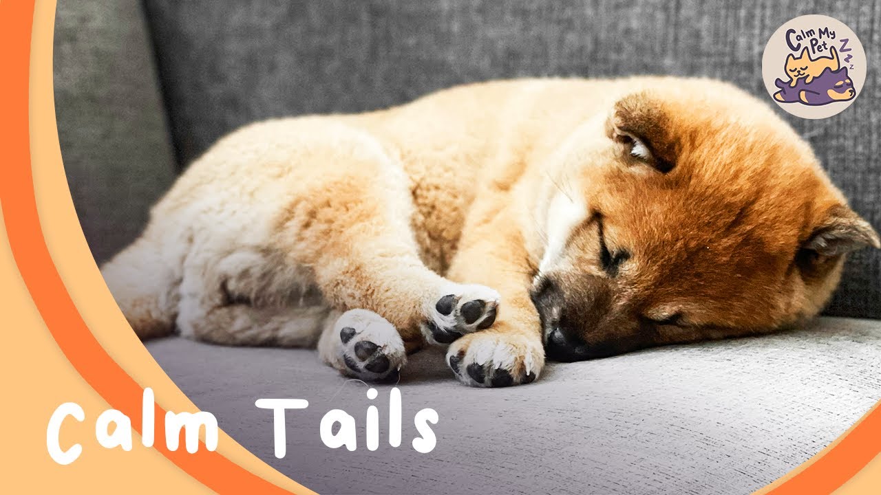 Calm Tails - Pet Relaxation Music - YouTube