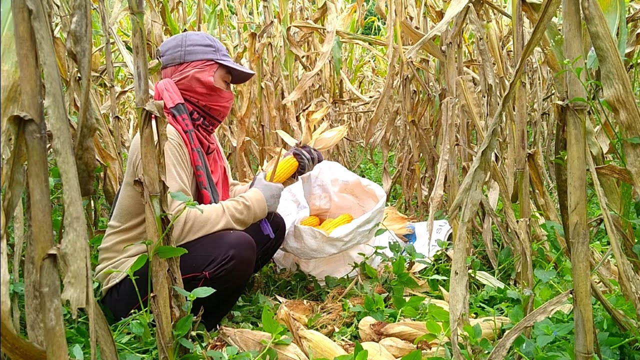 Traditional Way Husking Corn in the Countryside | Without Machine, Only ...