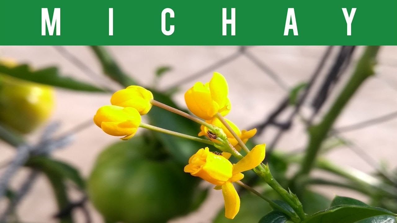 Michay floreciendo (2019) - YouTube